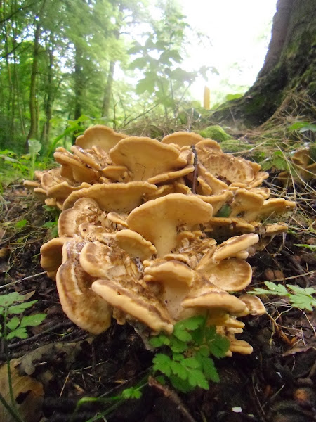 Giant Polypore/Reuzenzwam | Project Noah