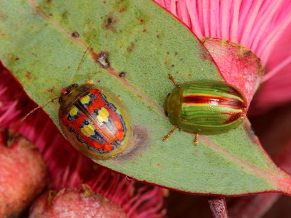 Two leaf beetles | Project Noah