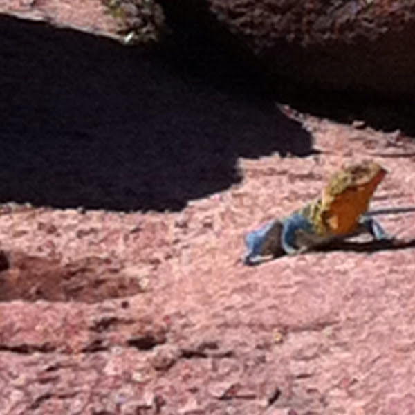 Common collared lizard | Project Noah
