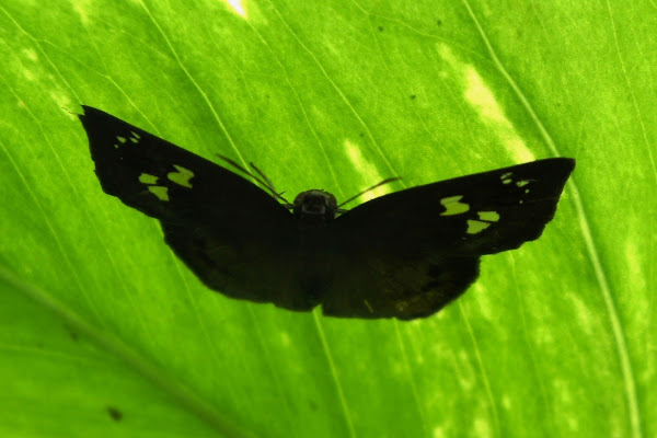 Philippine Common Snow Flat | Project Noah