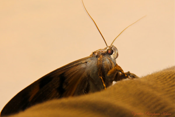 Penitent Underwing | Project Noah