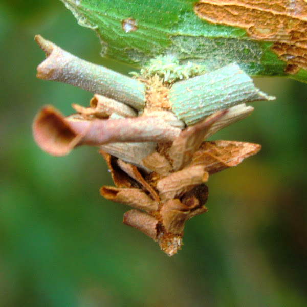 Leaf Case Moth | Project Noah
