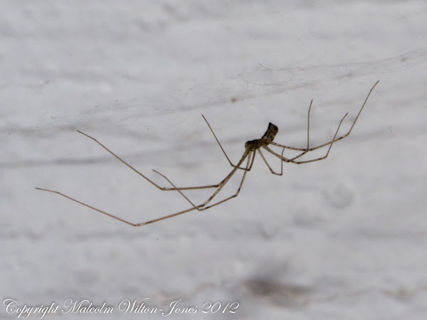 Daddy-long-legs Cellar Spider | Project Noah