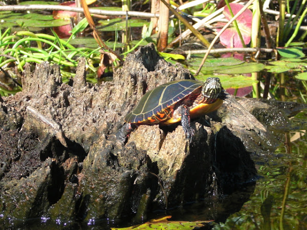Painted Turtle | Project Noah