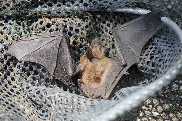 Big Brown Bat | Project Noah