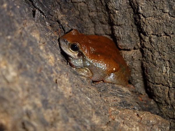Desert tree frog | Project Noah
