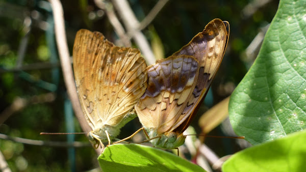 Common Leopard | Project Noah