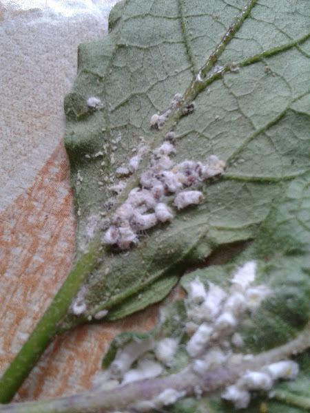 Papaya Mealybug | Project Noah