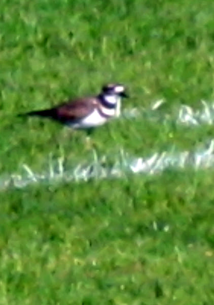 Killdeer | Project Noah