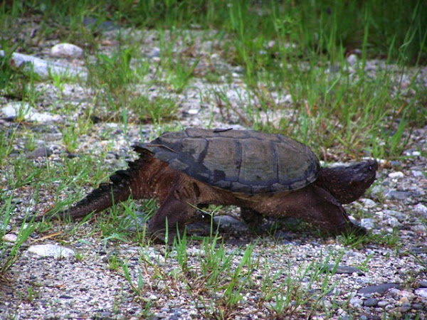 Snapping Turtle | Project Noah
