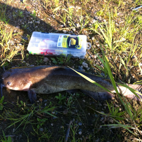 Blue catfish | Project Noah