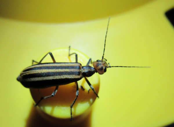 Striped Blister Beetle | Project Noah