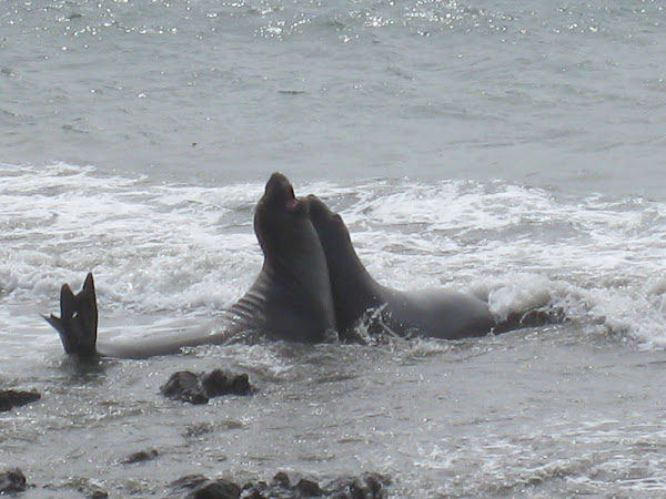 Northern elephant seal | Project Noah