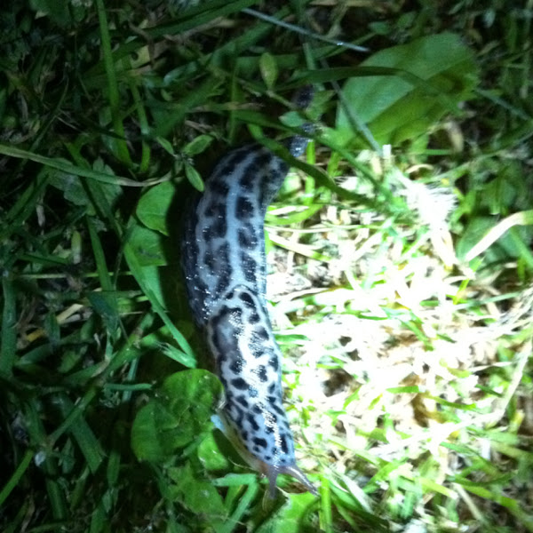 Leopard slug | Project Noah
