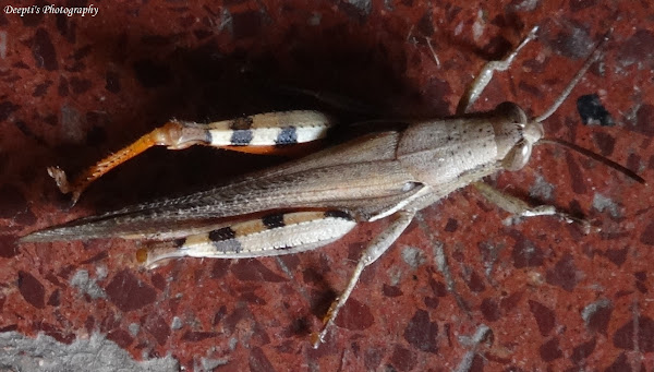 Unknown spotting | Project Noah