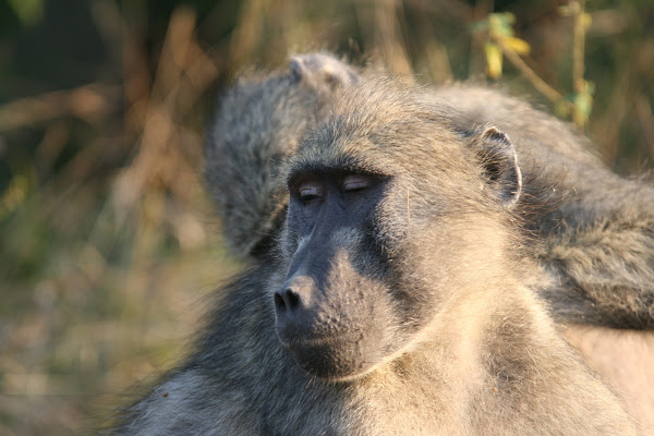 Savanna Baboon | Project Noah