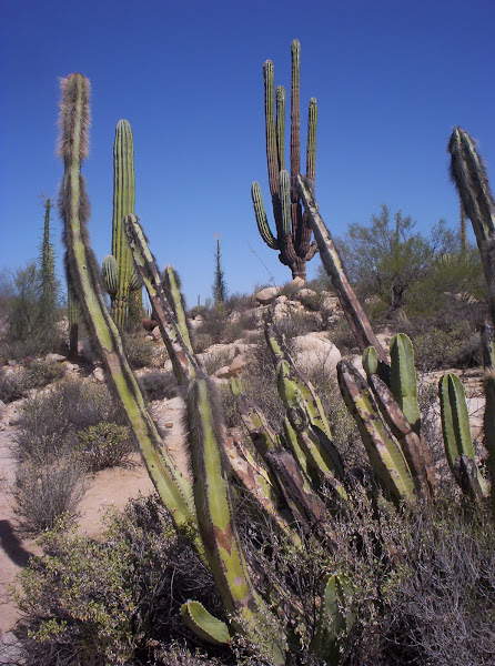 Senita cactus | Project Noah