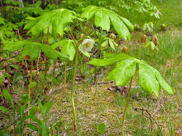 Mayapple | Project Noah