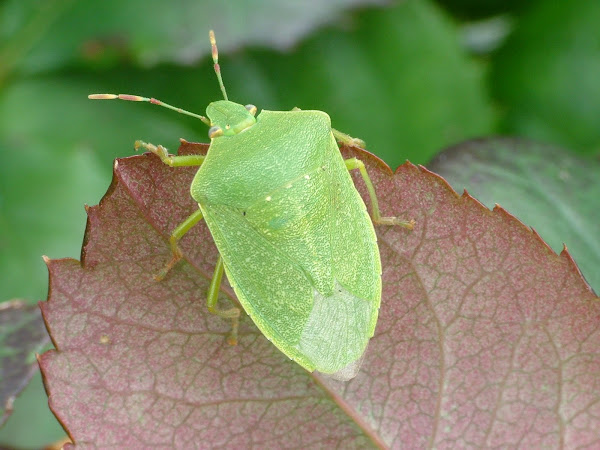Stink Bug | Project Noah
