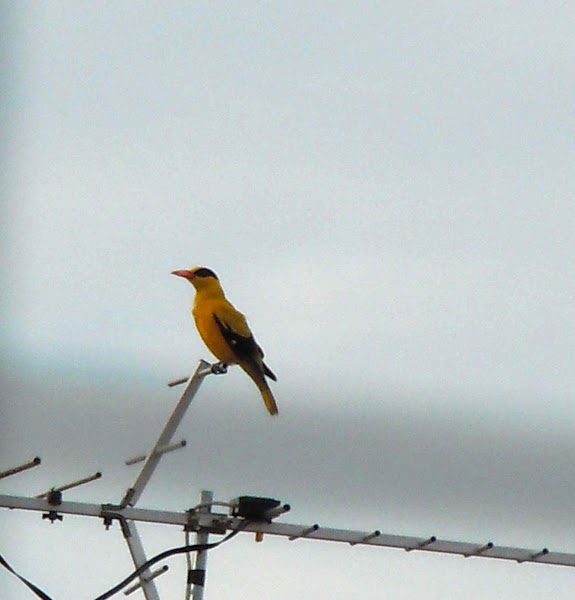 Black-naped Oriole | Project Noah
