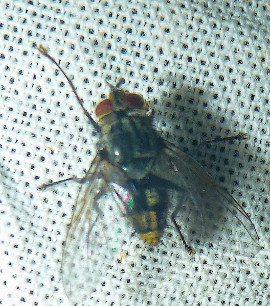 Tachinid Fly | Project Noah