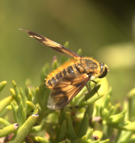Bee fly | Project Noah