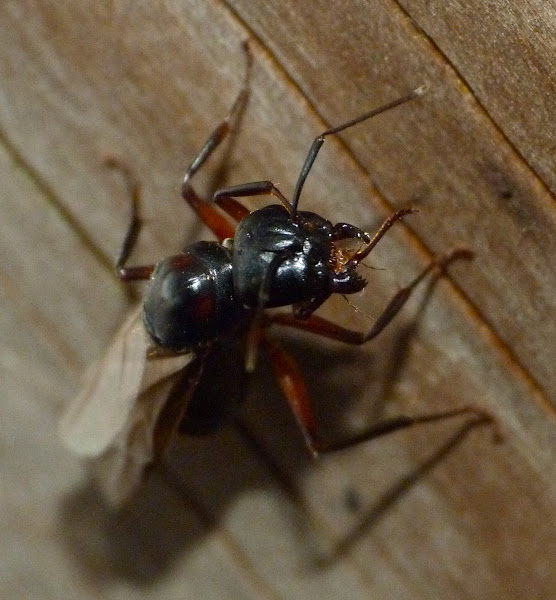 Black carpenter ant (winged) | Project Noah