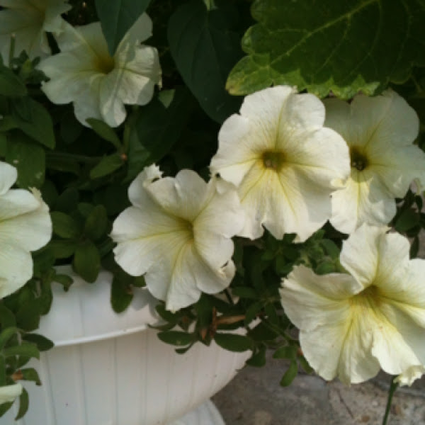 White Petunia | Project Noah