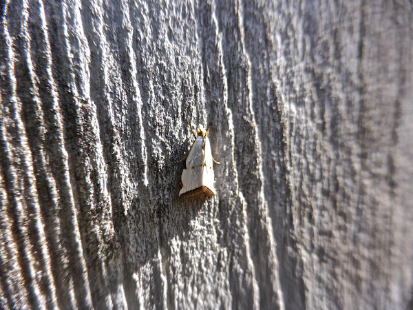 Milky Urola | Project Noah