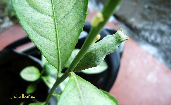 Common Lime Butterfly Chrysalis | Project Noah