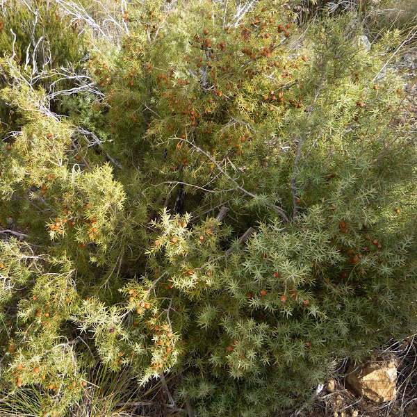 Enebro rojo | Project Noah