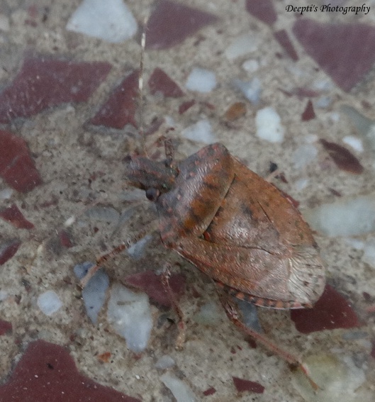 Brown Marmorated Stink Bug | Project Noah