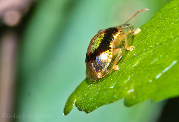 Tortoise beetle | Project Noah