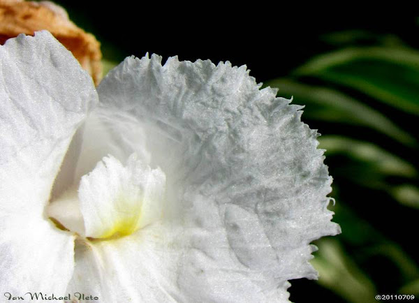 Variegated Spiral Ginger | Project Noah