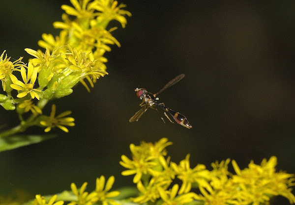 Hover fly | Project Noah
