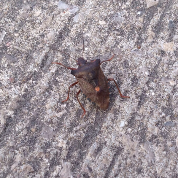 Forest Shieldbug | Project Noah