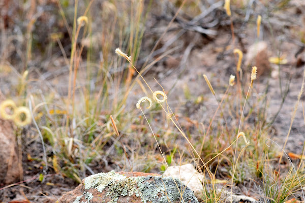 Grass | Project Noah