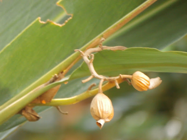 Pink Porcelain Lily, Shell Ginger | Project Noah