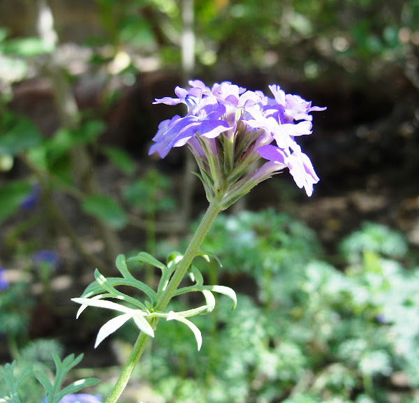 Summer phlox | Project Noah