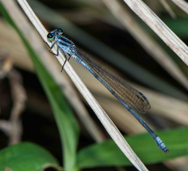 Damselfly | Project Noah
