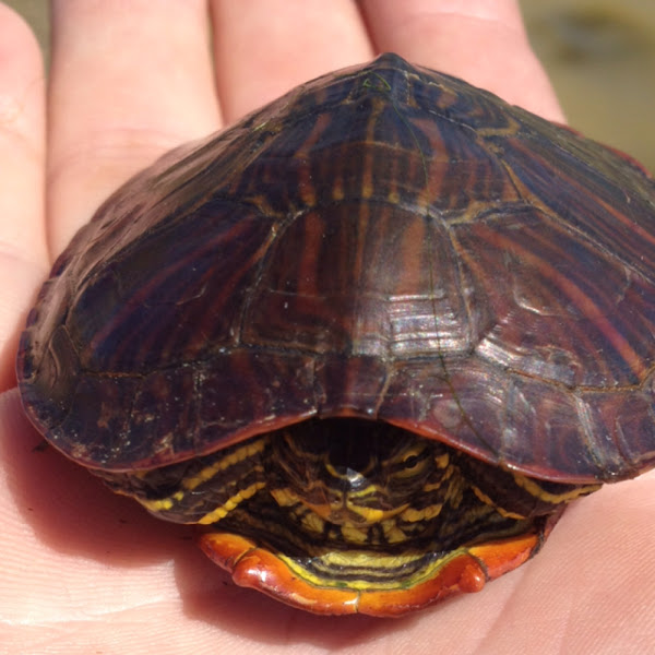 Painted Turtle | Project Noah