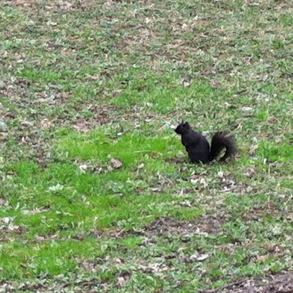 Black Squirrel, variation of Eastern Gray Squirrel | Project Noah