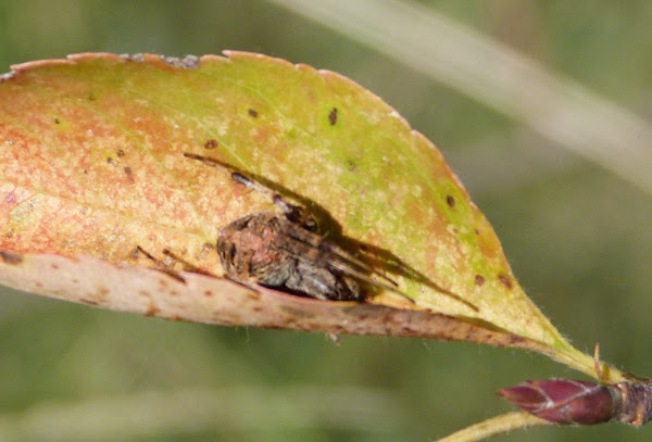 Arabesque orb-weaver | Project Noah