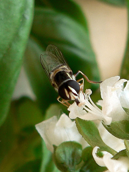 Hover Fly | Project Noah