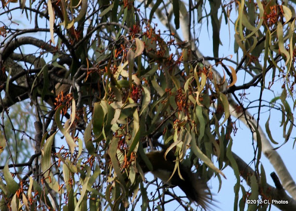 Gum Tree Mistletoe | Project Noah