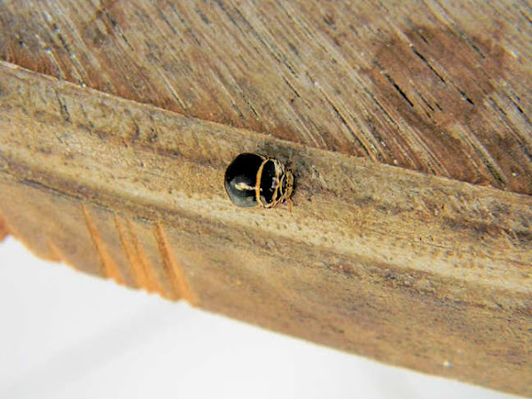 black bean bug | Project Noah