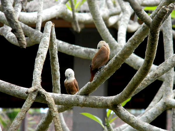 white-headed munia | Project Noah