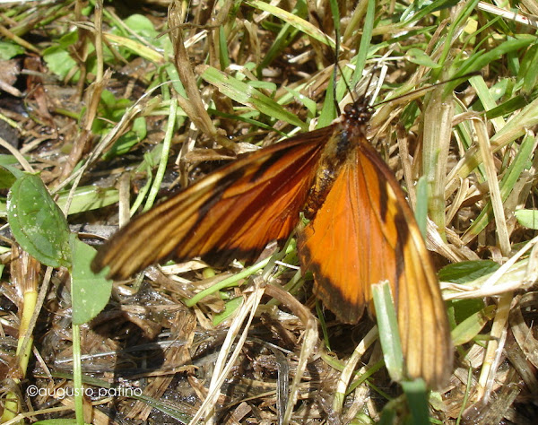 Juno Longwing | Project Noah