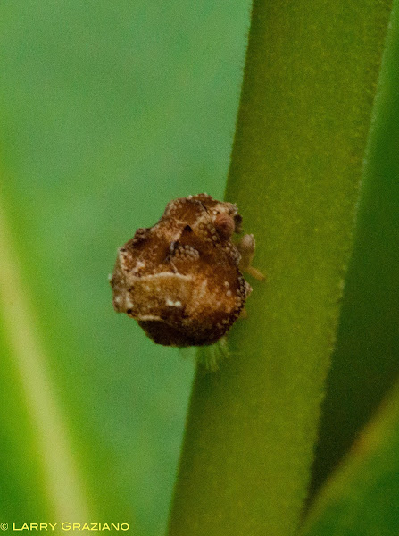 Hopper Nymph | Project Noah