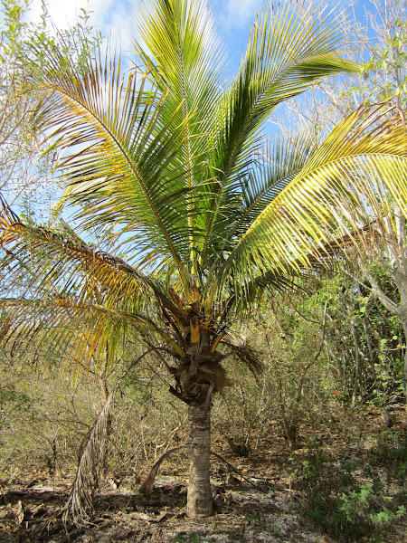 Coconut Palm | Project Noah